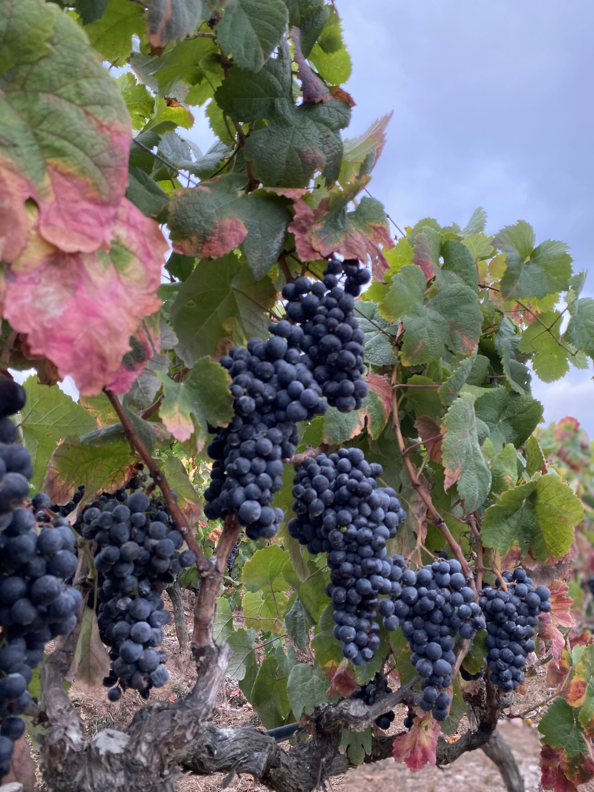 Galerii | Kanaari saared piltidel