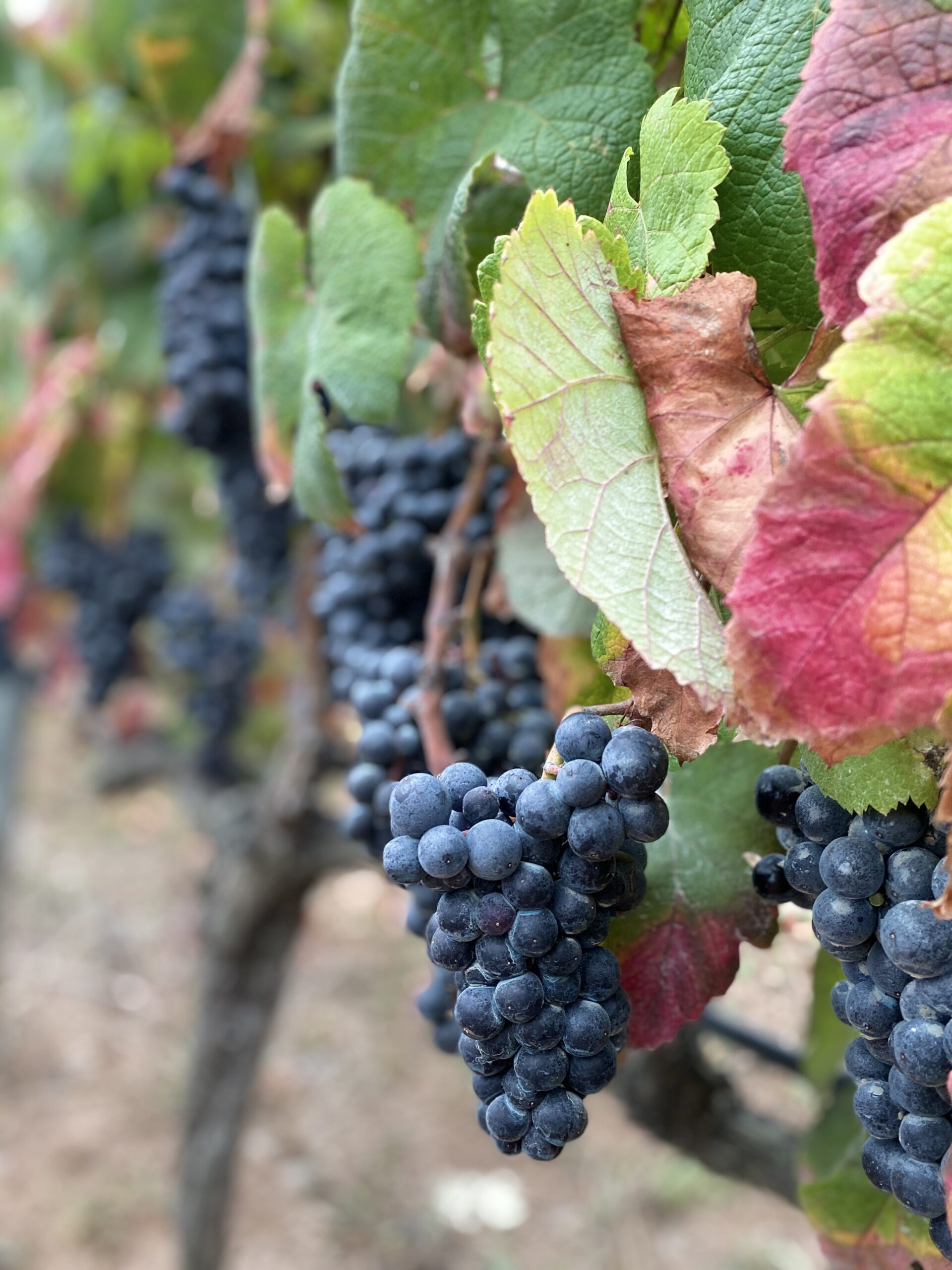 Galerii | Kanaari saared piltidel