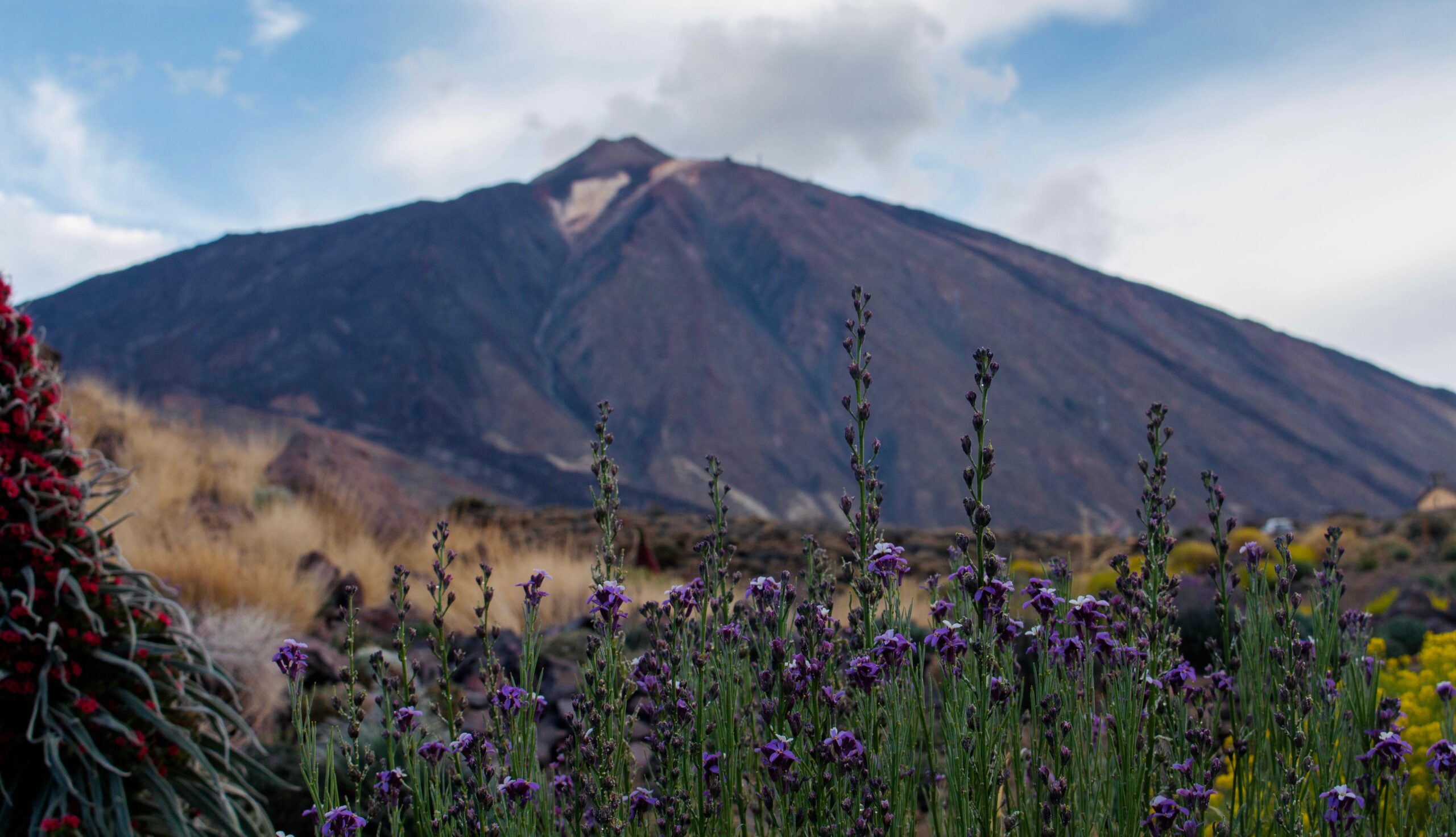 Tenerife saare ringreis - Kanaari saarte ekskursioonid | Kanaaridel ...